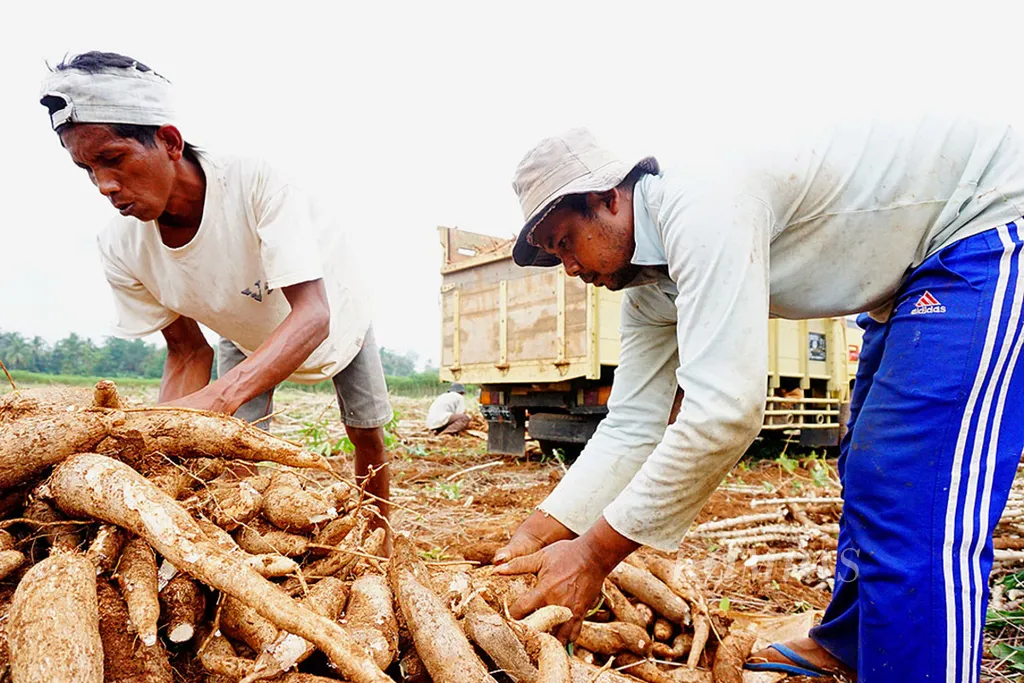 Permintaan Tapioka Dunia Anjlok, Petani Singkong Berubah Haluan Usaha ...